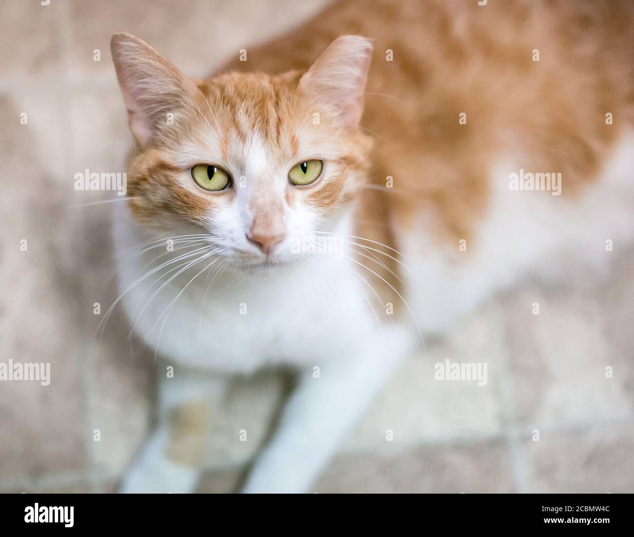 Ginger cat ear hi-res stock photography and images - Alamy