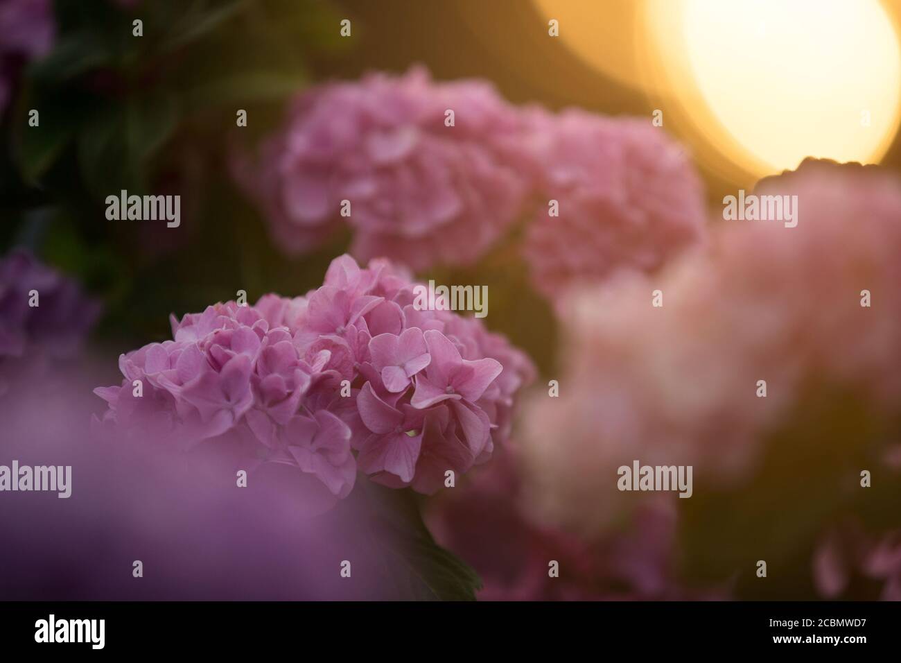 Hydrangeas at Sunset Stock Photo - Alamy