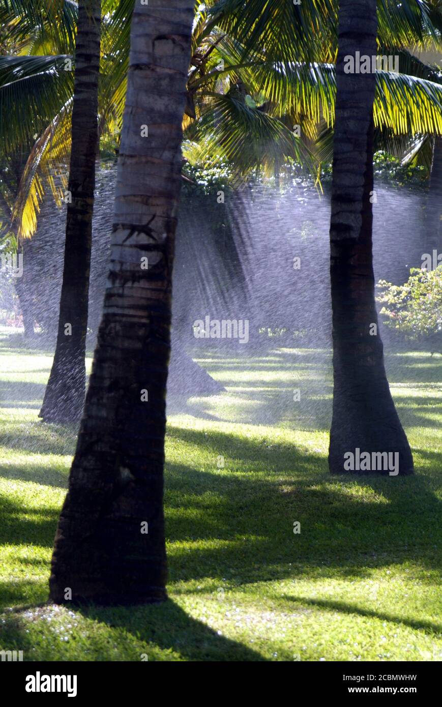 Mauritius Island Palm Trees in a Resorts Garden with green gras and a ...