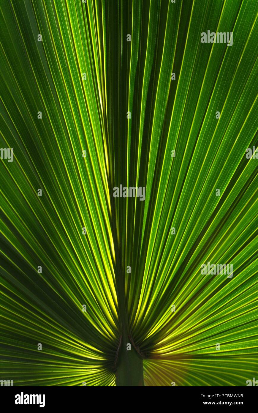 Mauritius Island Palm Trees in a Resorts Garden with green gras and a ...