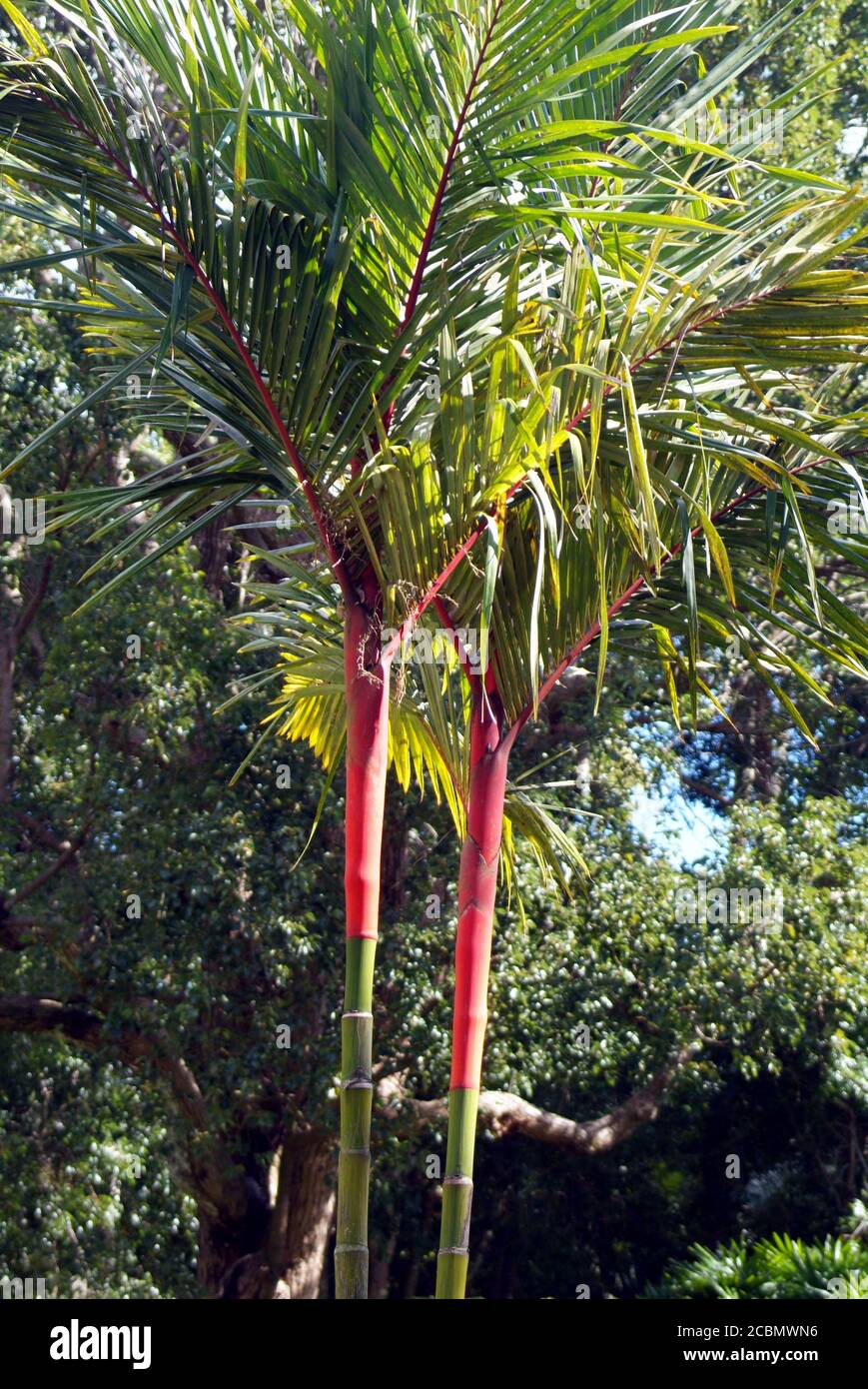 Mauritius Island Palm Trees in a Resorts Garden with green gras and a ...