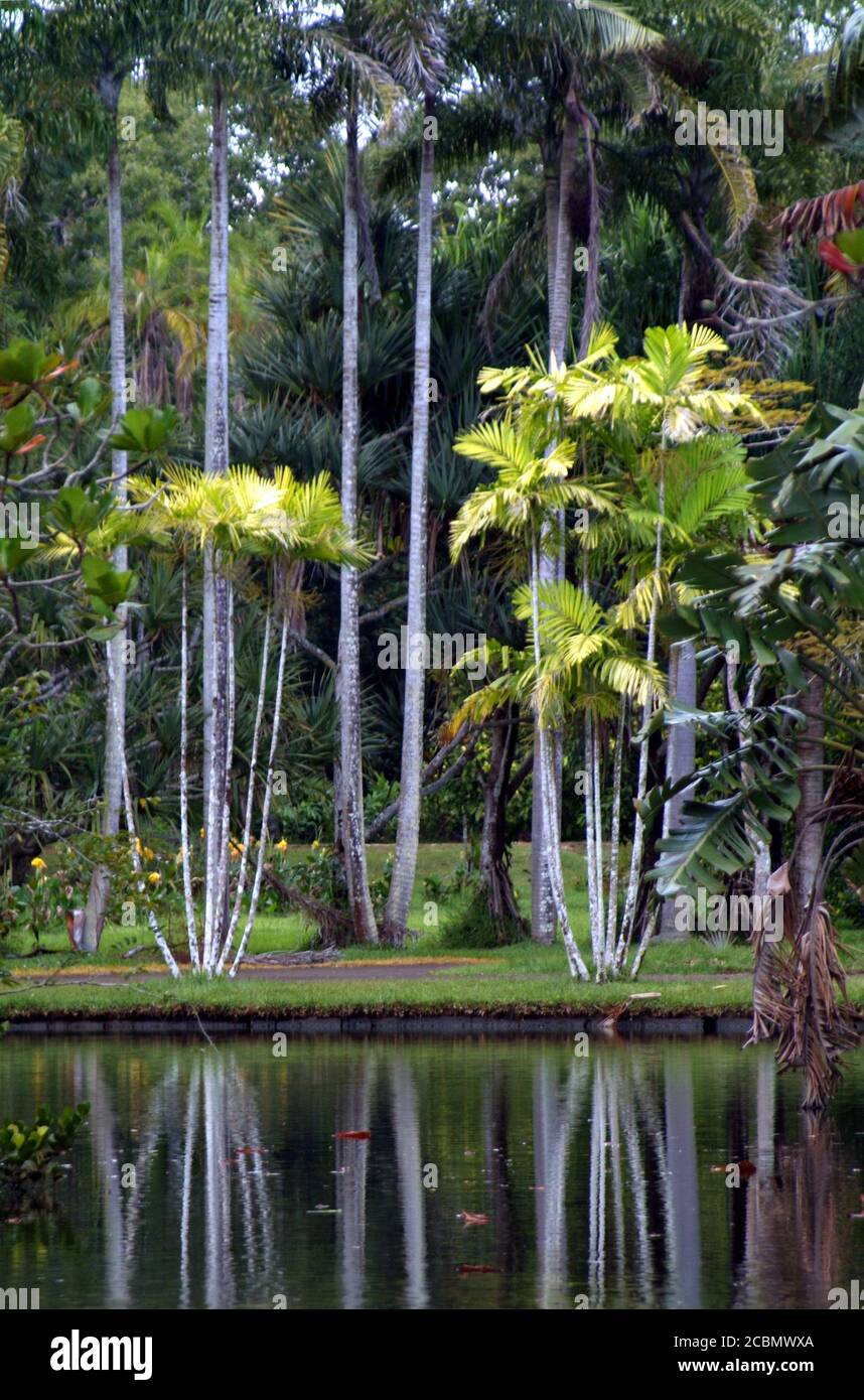 Mauritius Island Palm Trees in a Resorts Garden with green gras and a ...