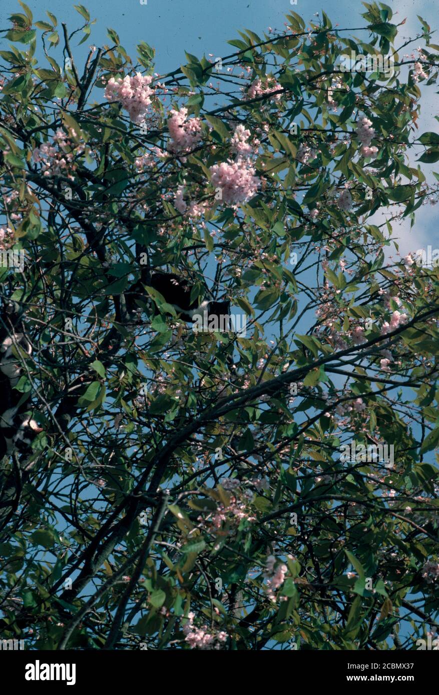 Cat hiding in tree in full pink blossom Stock Photo - Alamy