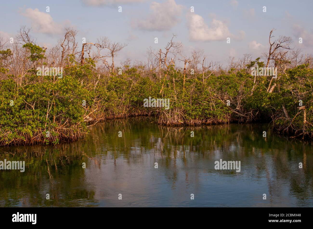 View of mangrove trees in the lagoon damaged by a hurricane in Cancun ...