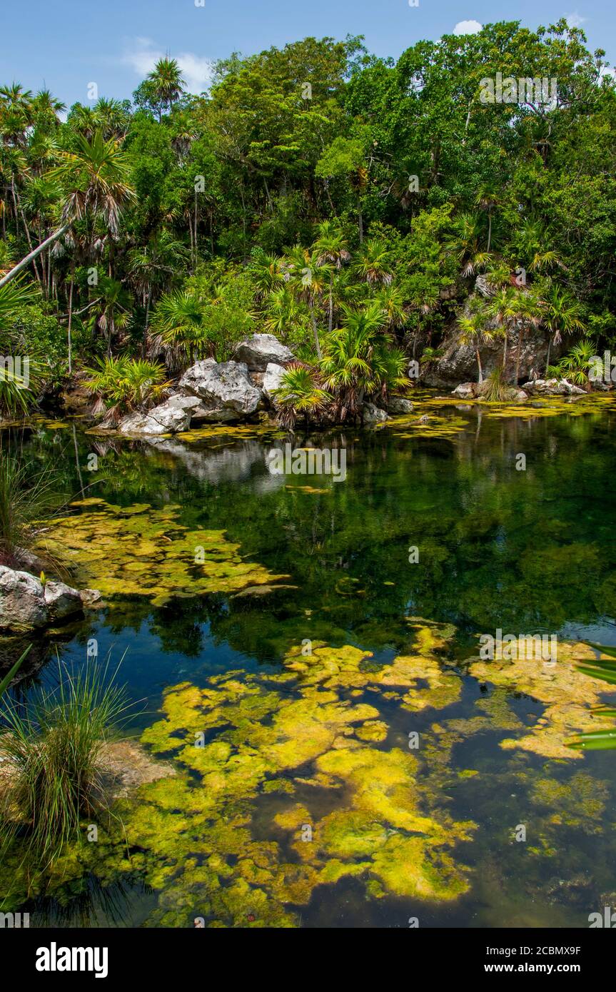 View of Xel-Ha cenote (a natural pit, or sinkhole, resulting from the ...