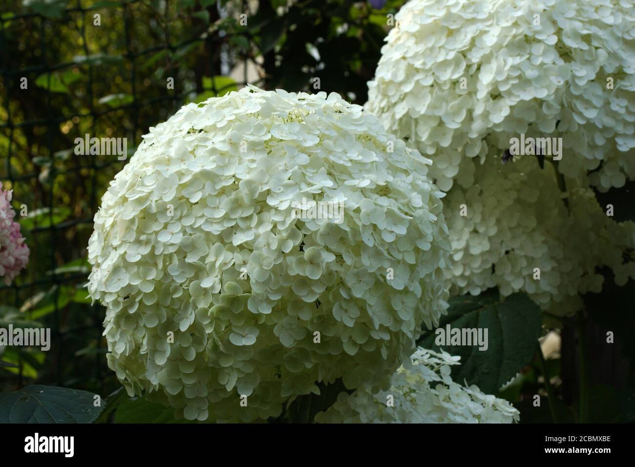 Hydrangea arborescens Incredible or Strong Annabelle white a corymb ...
