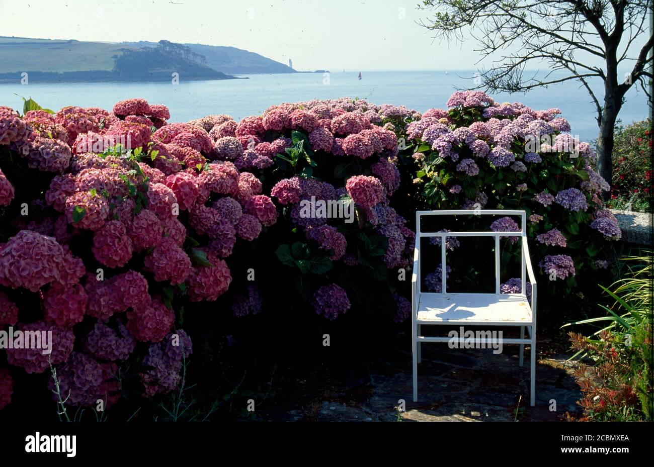 Hedge of pink hydrangeas in full bloom overlooking the sea Stock Photo ...