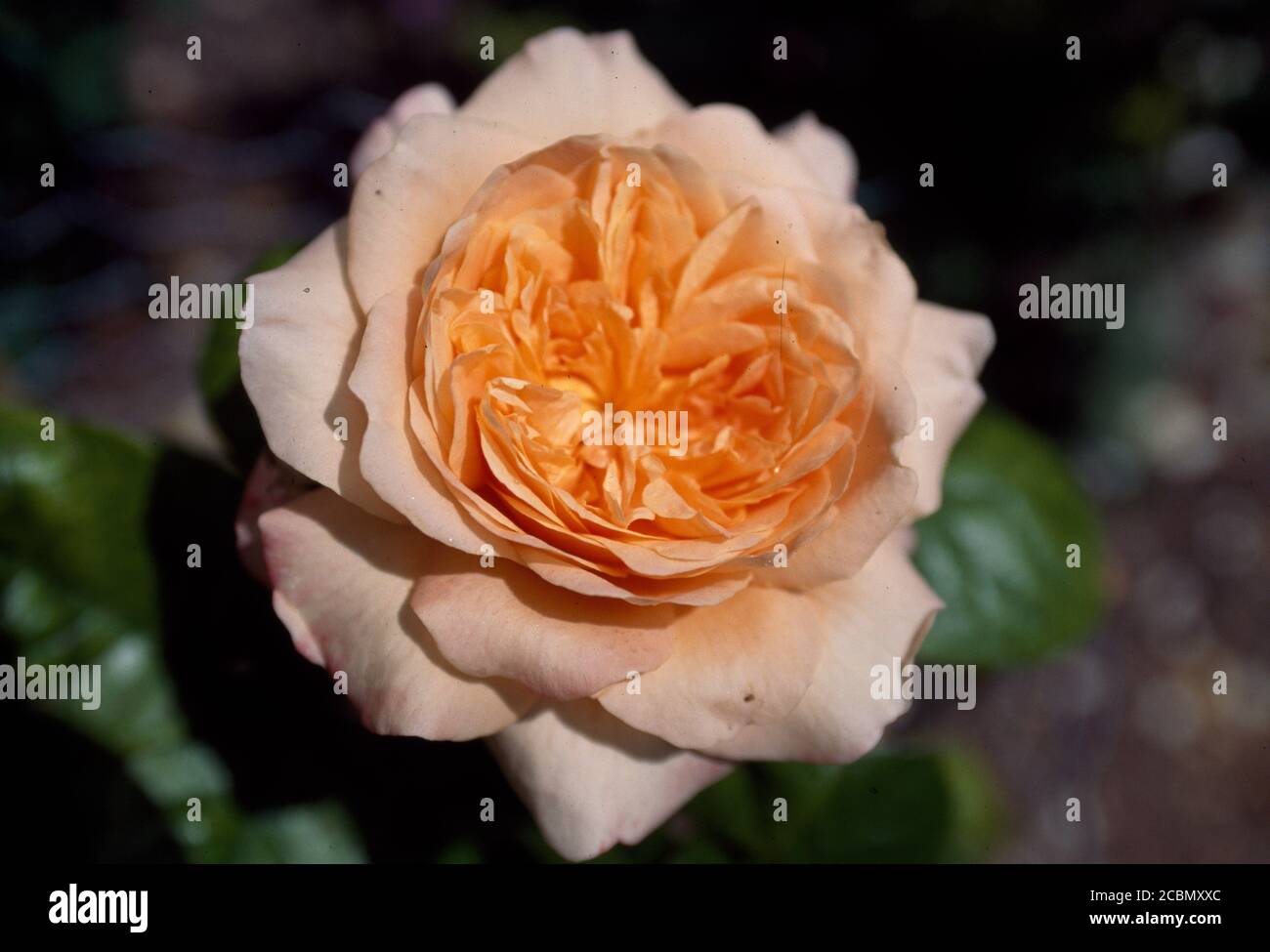 Peach gardens hi-res stock photography and images - Alamy