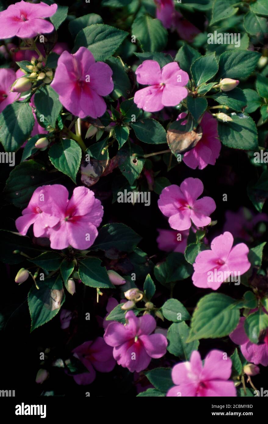 Pink impatiens hi-res stock photography and images - Alamy