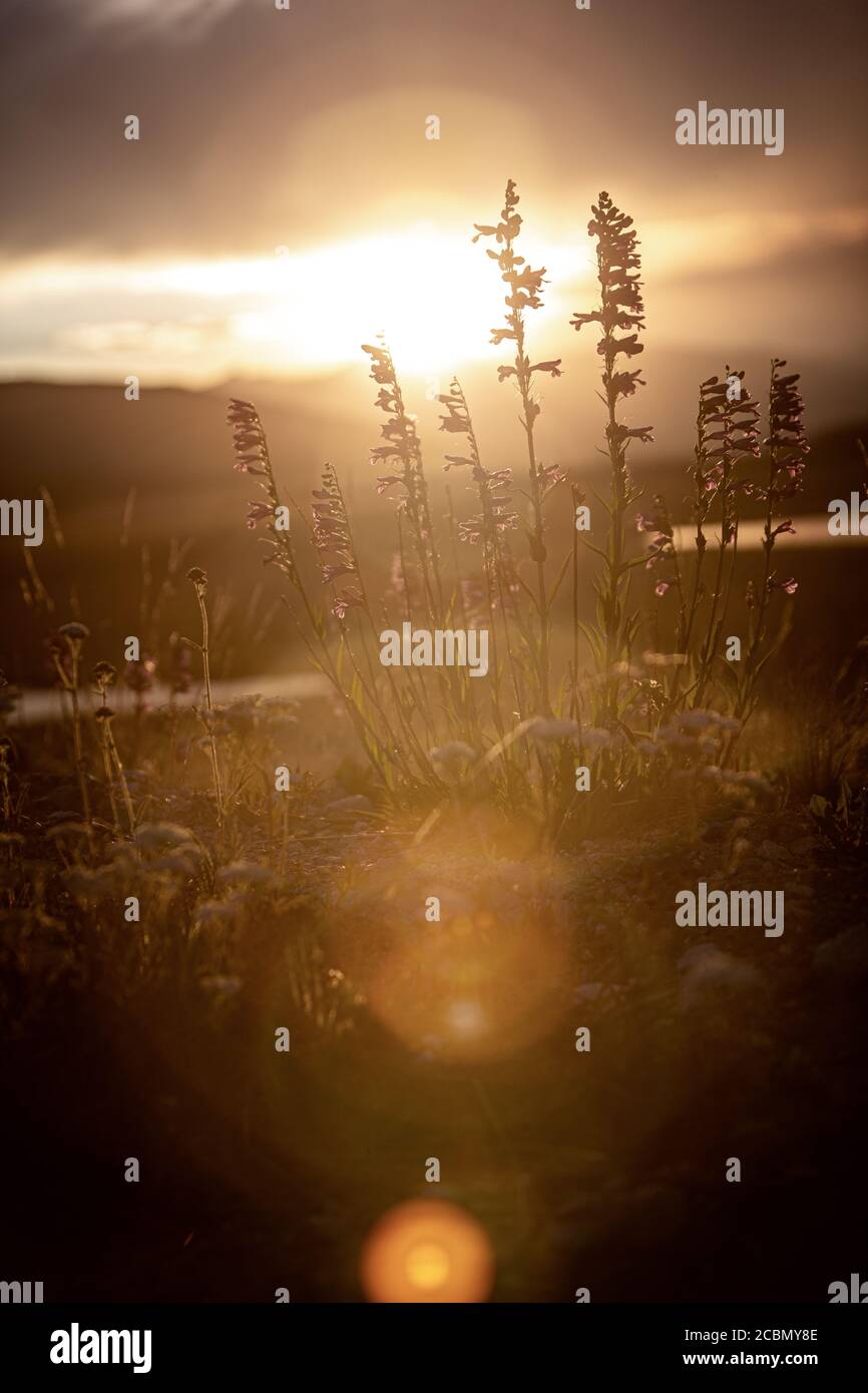 Mesmerize hi-res stock photography and images - Alamy