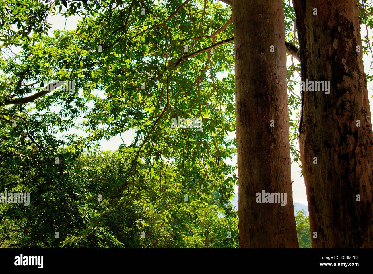 Terminalia arjuna tree trunk with holy kaveri river in background Stock ...