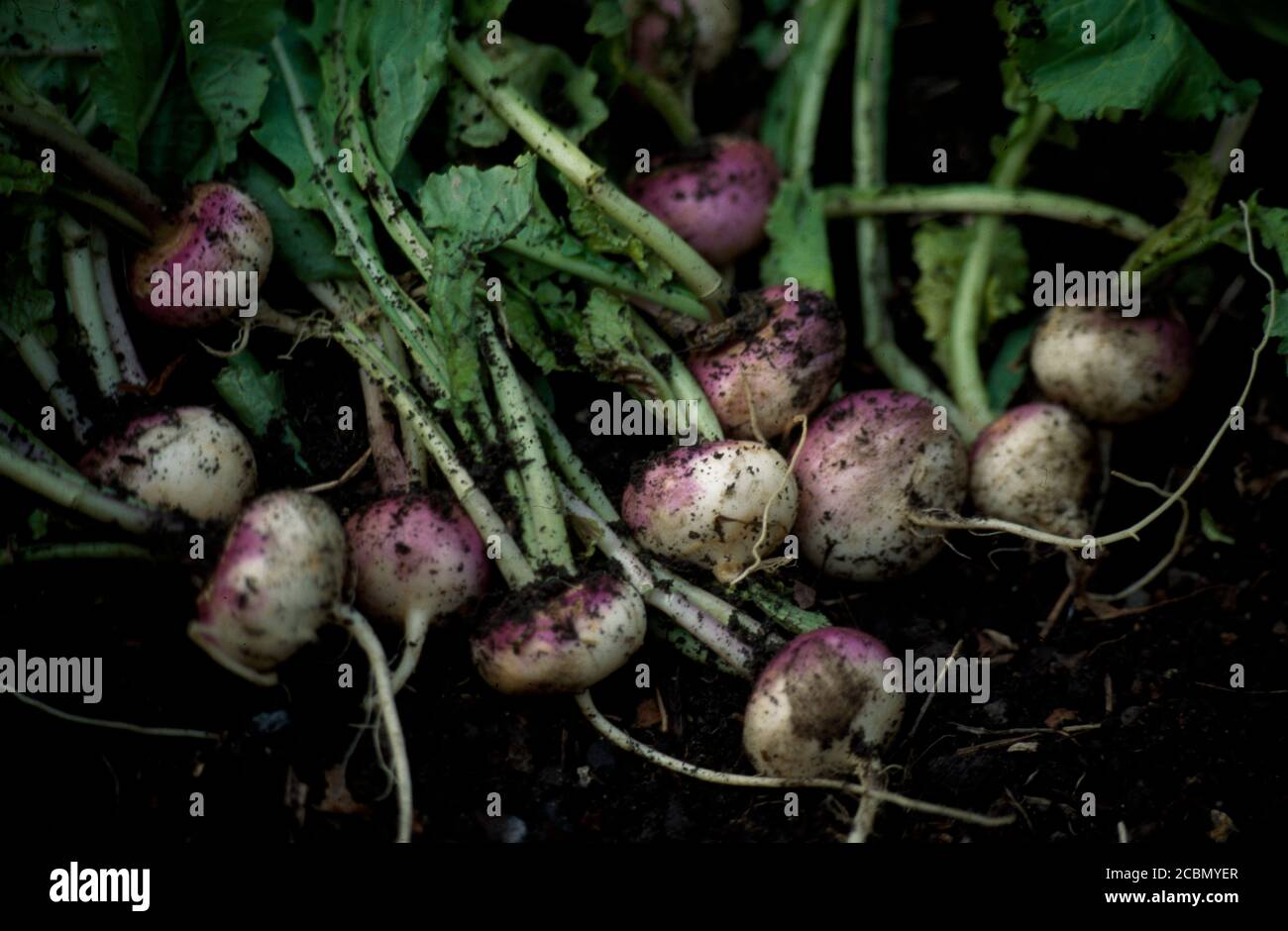 Freshly harvested turnips Stock Photo - Alamy