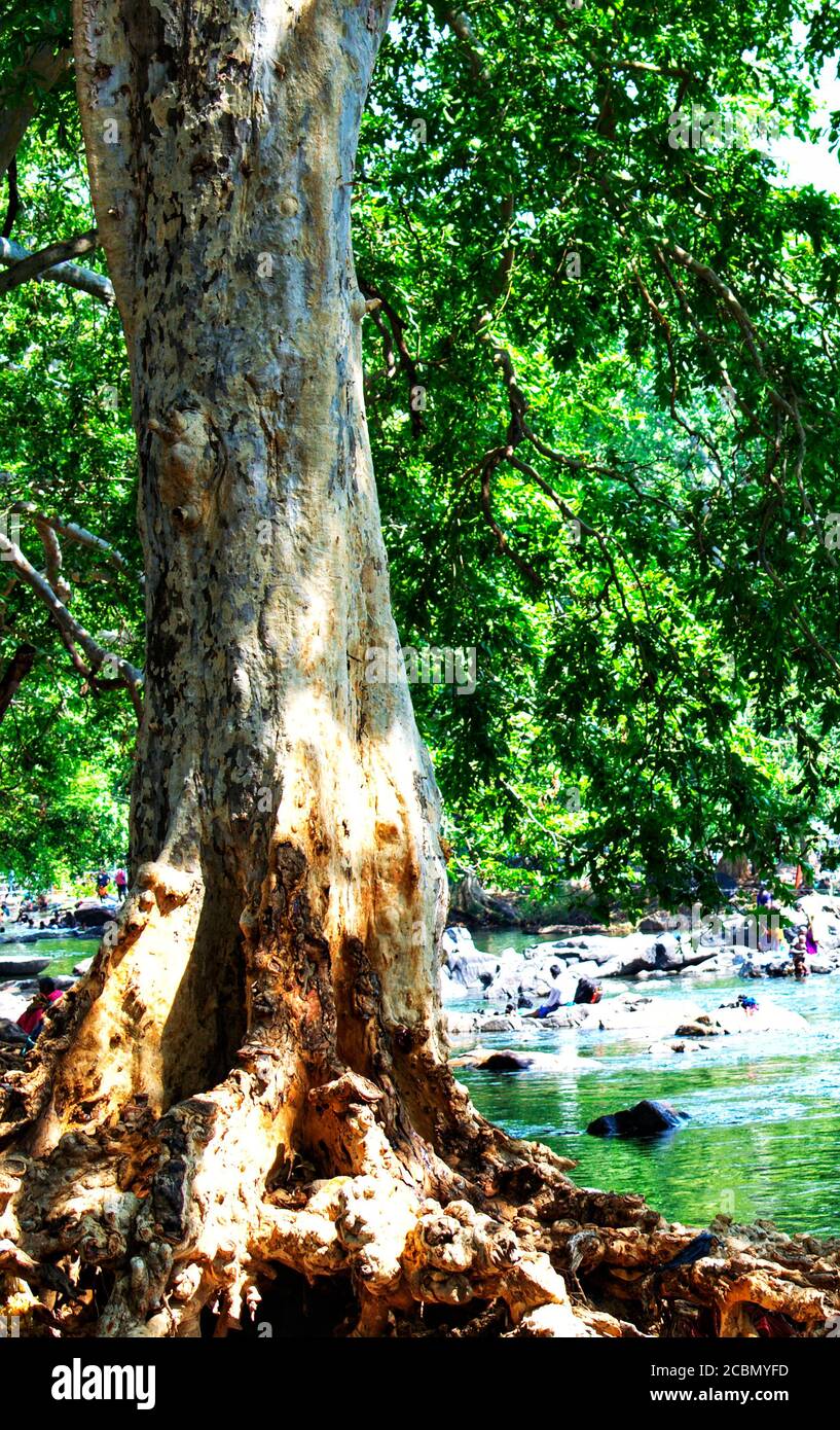 Terminalia arjuna tree trunk beside river hi-res stock photography and ...