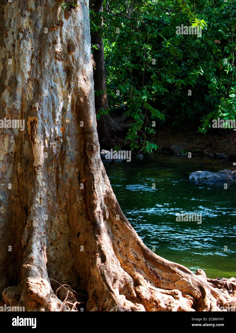 Terminalia arjuna tree trunk with holy kaveri river in background Stock ...