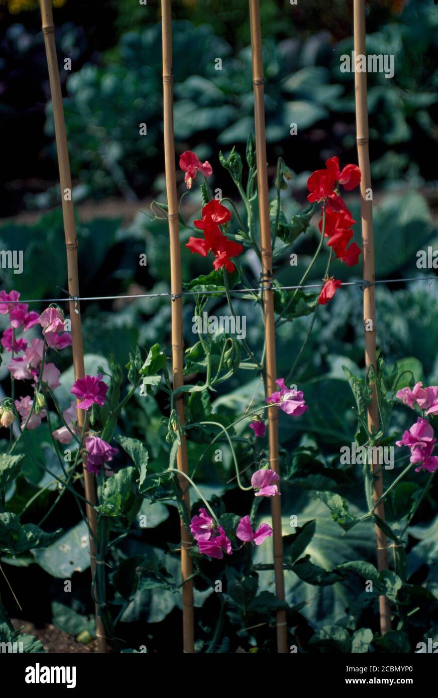 Sweetpeas climbing up bamboo poles Stock Photo - Alamy