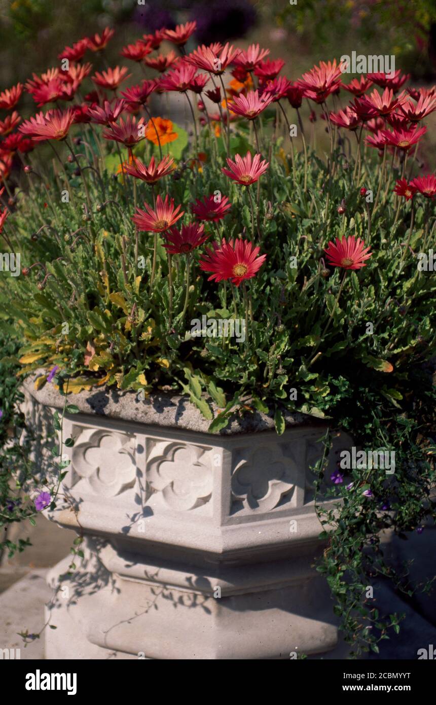 Stone pulpit planted up with Rubeckia Stock Photo - Alamy