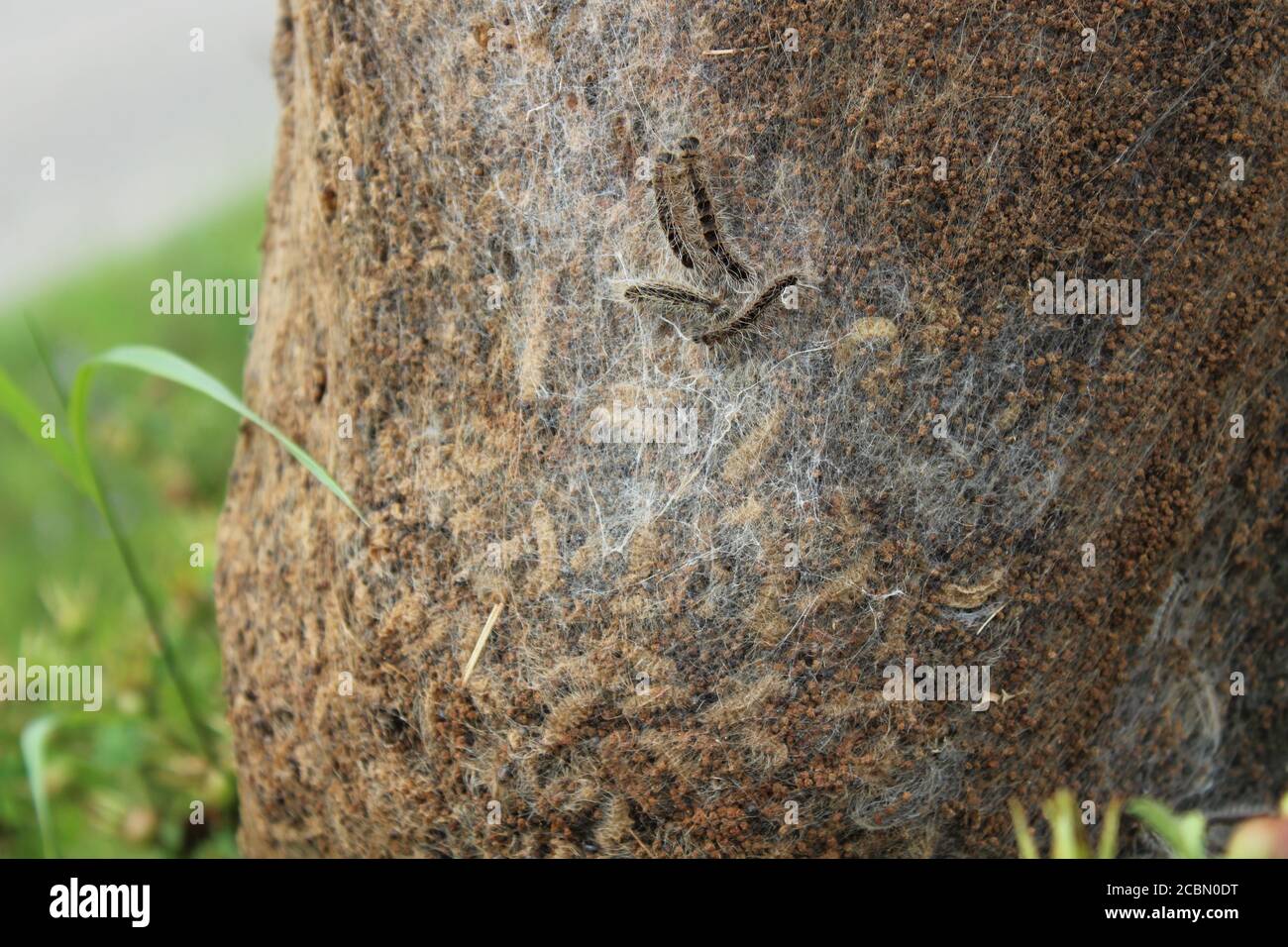 The picture shows an oak processionary moth on a tree Stock Photo - Alamy