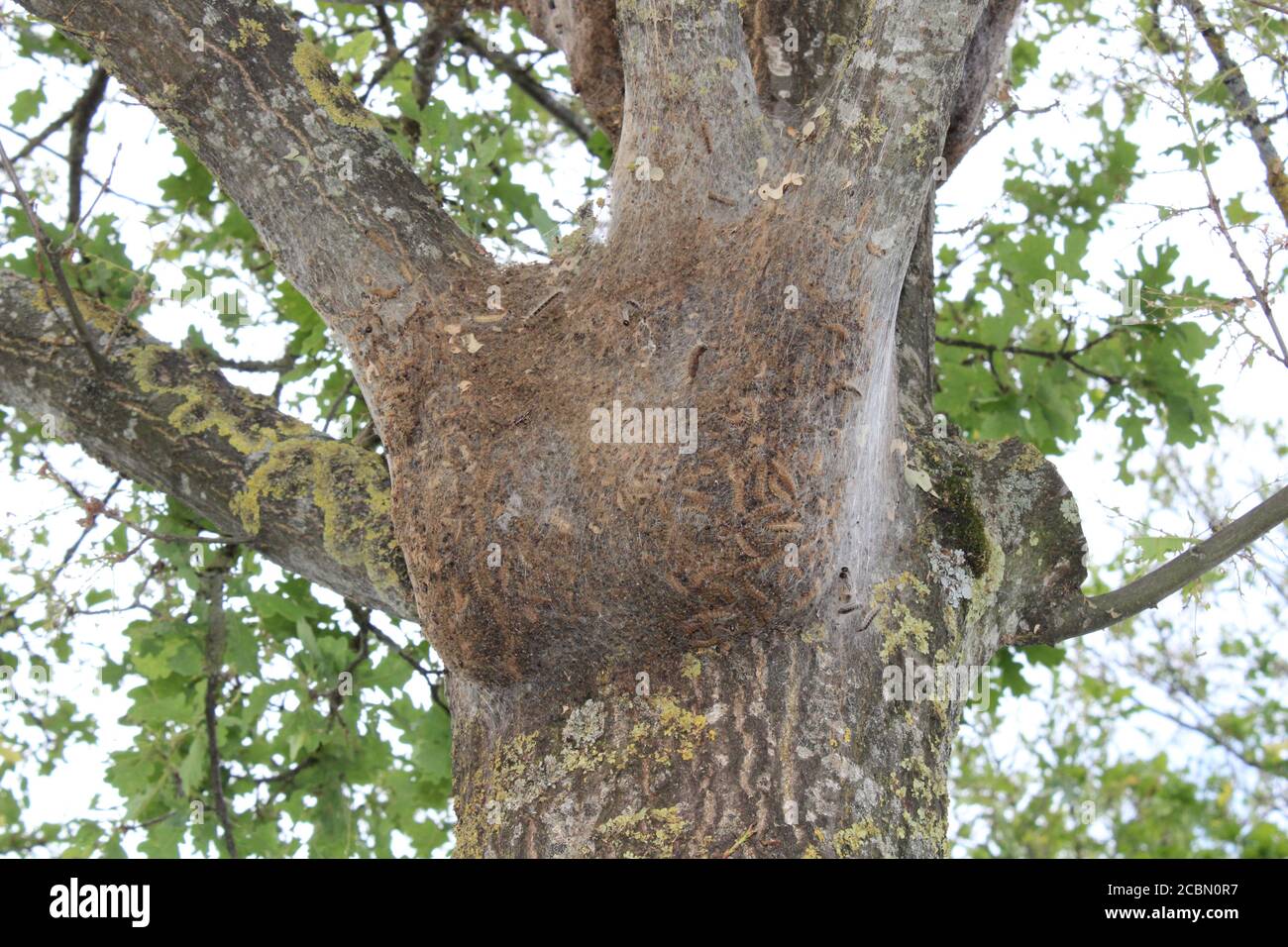 The picture shows an oak processionary moth on a tree Stock Photo - Alamy