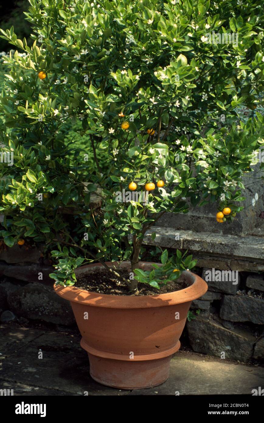 Large terracotta pot containing a specimen orange tree Stock Photo - Alamy