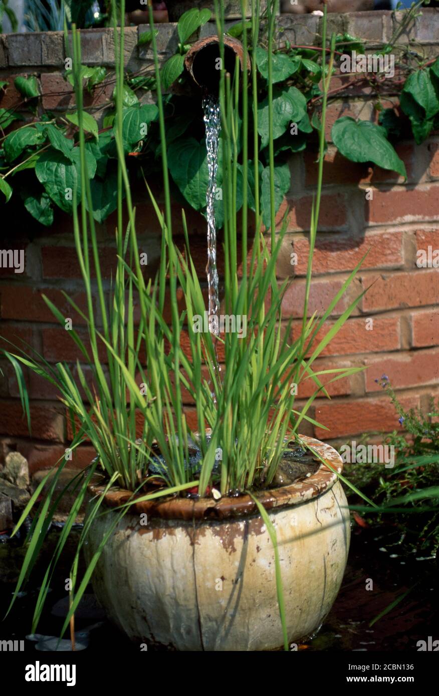 Small pond in large terracotta pot used as a feature Stock Photo - Alamy