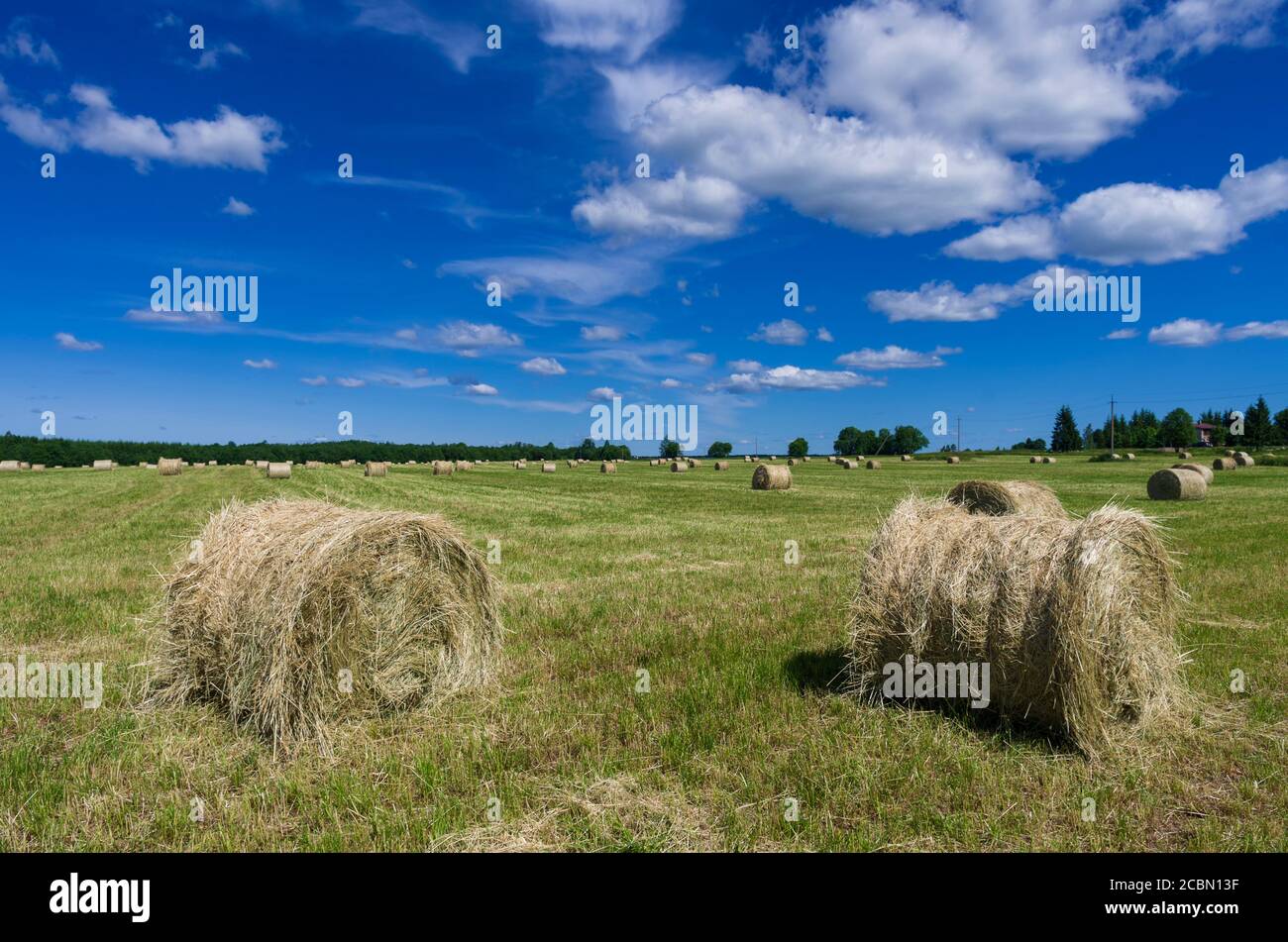 In summer rolls of hay harvested as fodder for cattle on a farm close ...