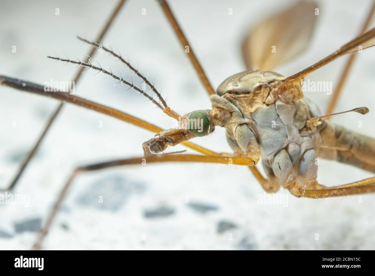 Crane fly. Tipula maxima. Detail head and body. Insect magnification ...