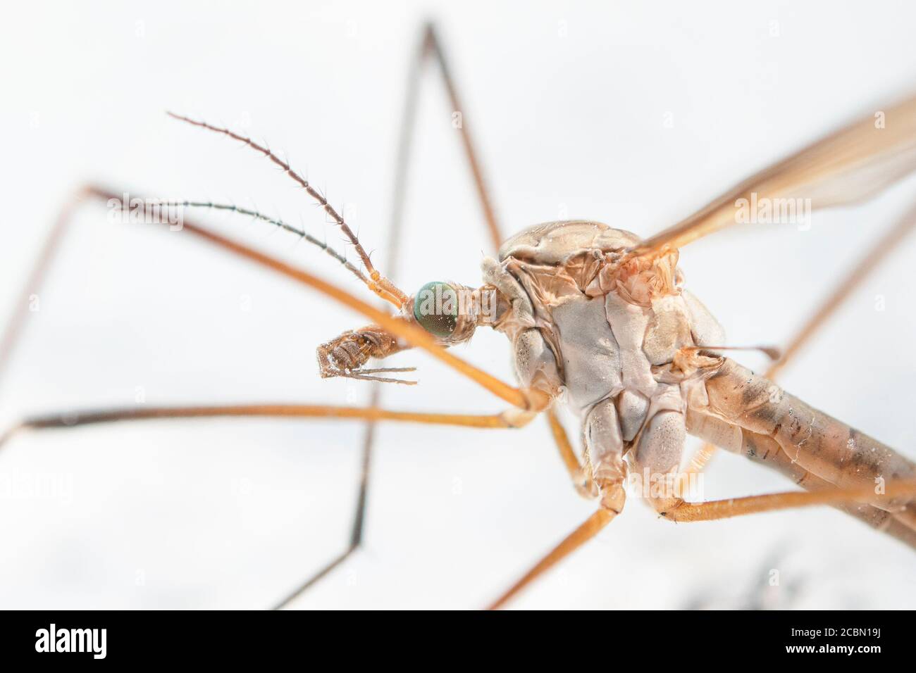 Crane fly. Tipula maxima. Creepy micro world Stock Photo - Alamy