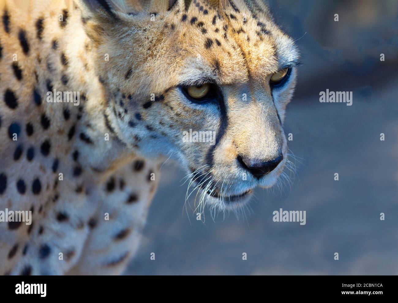 Cheetah closeup hi-res stock photography and images - Alamy