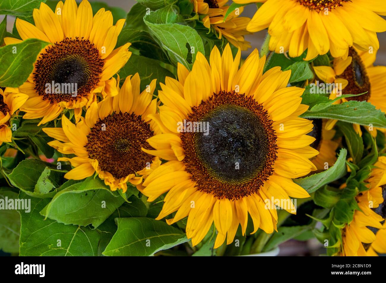 Sunflowers for sale at the Pike Place Market in Seattle, Washington ...