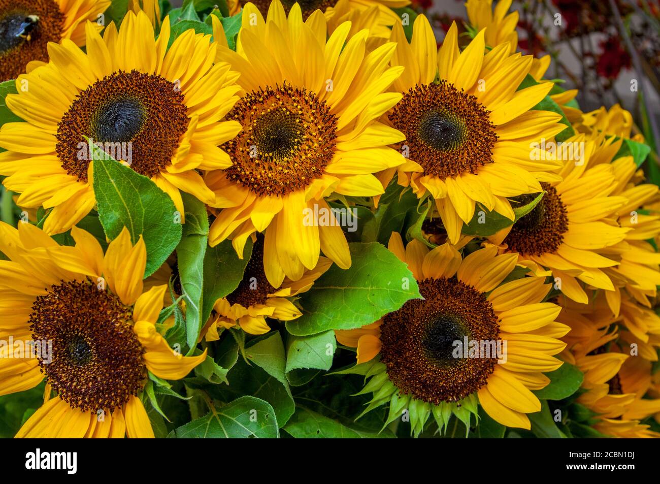 Sunflowers for sale at the Pike Place Market in Seattle, Washington ...