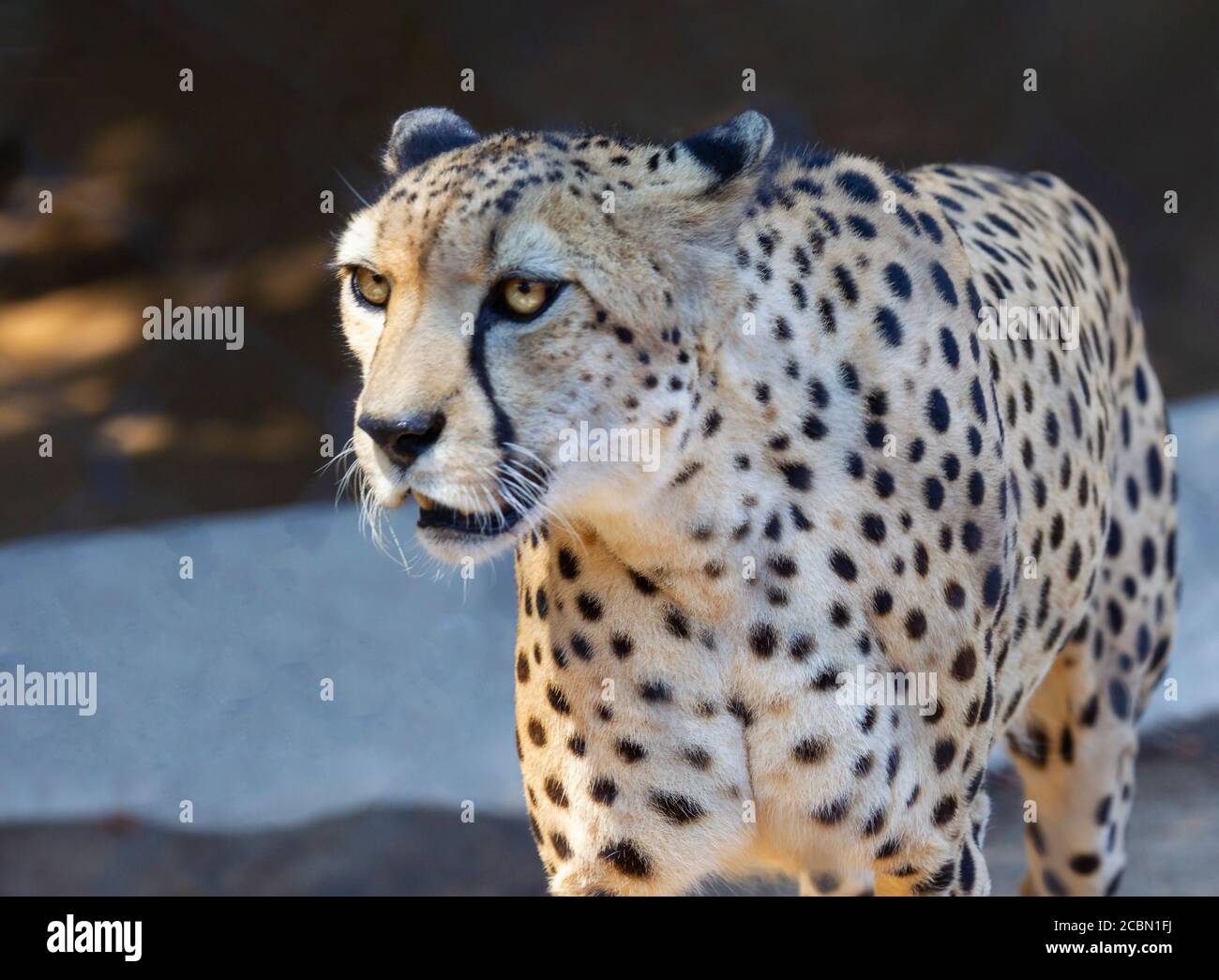 Cheetah closeup hi-res stock photography and images - Alamy