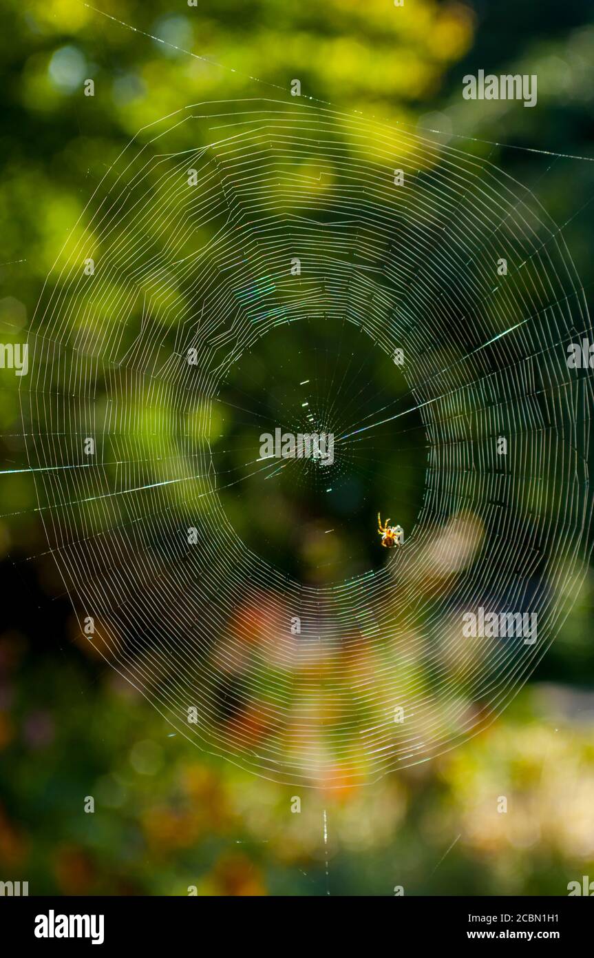 A garden spider is spinning a spider web in a garden in Bellevue ...