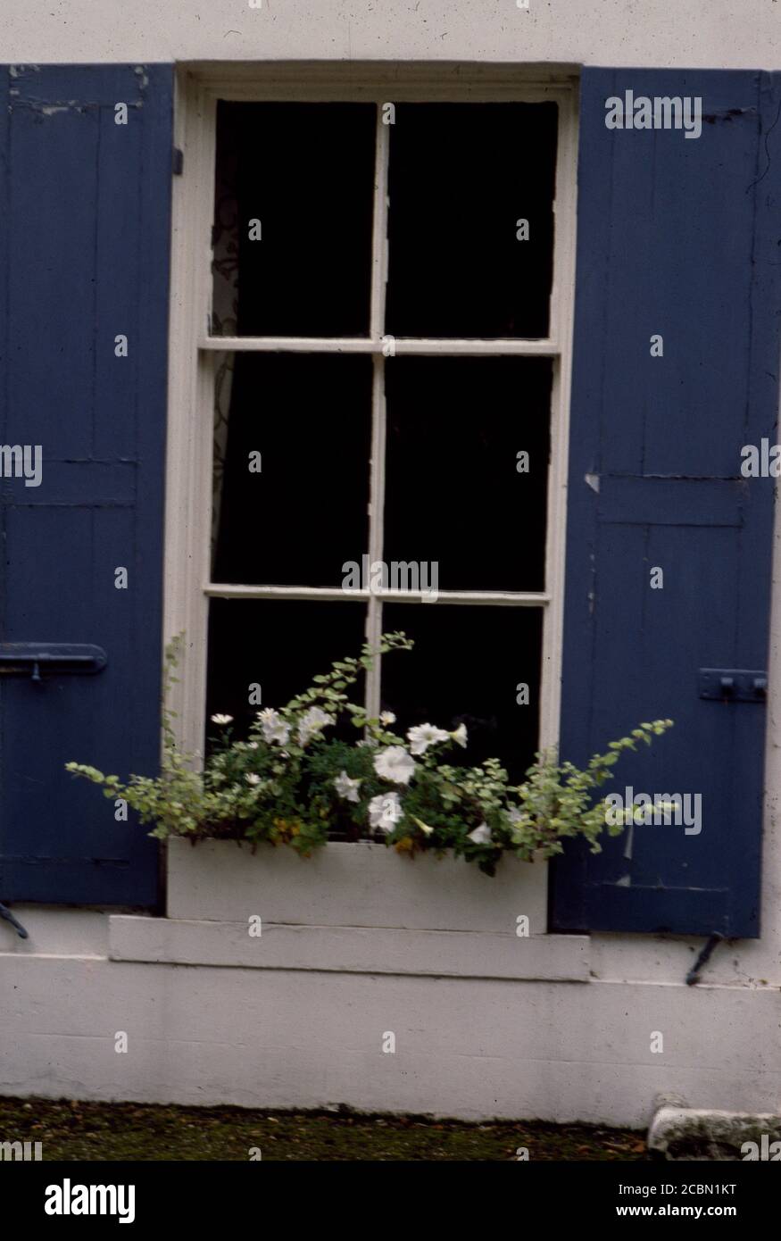 White painted windowbox with white flowers outside white window Stock ...