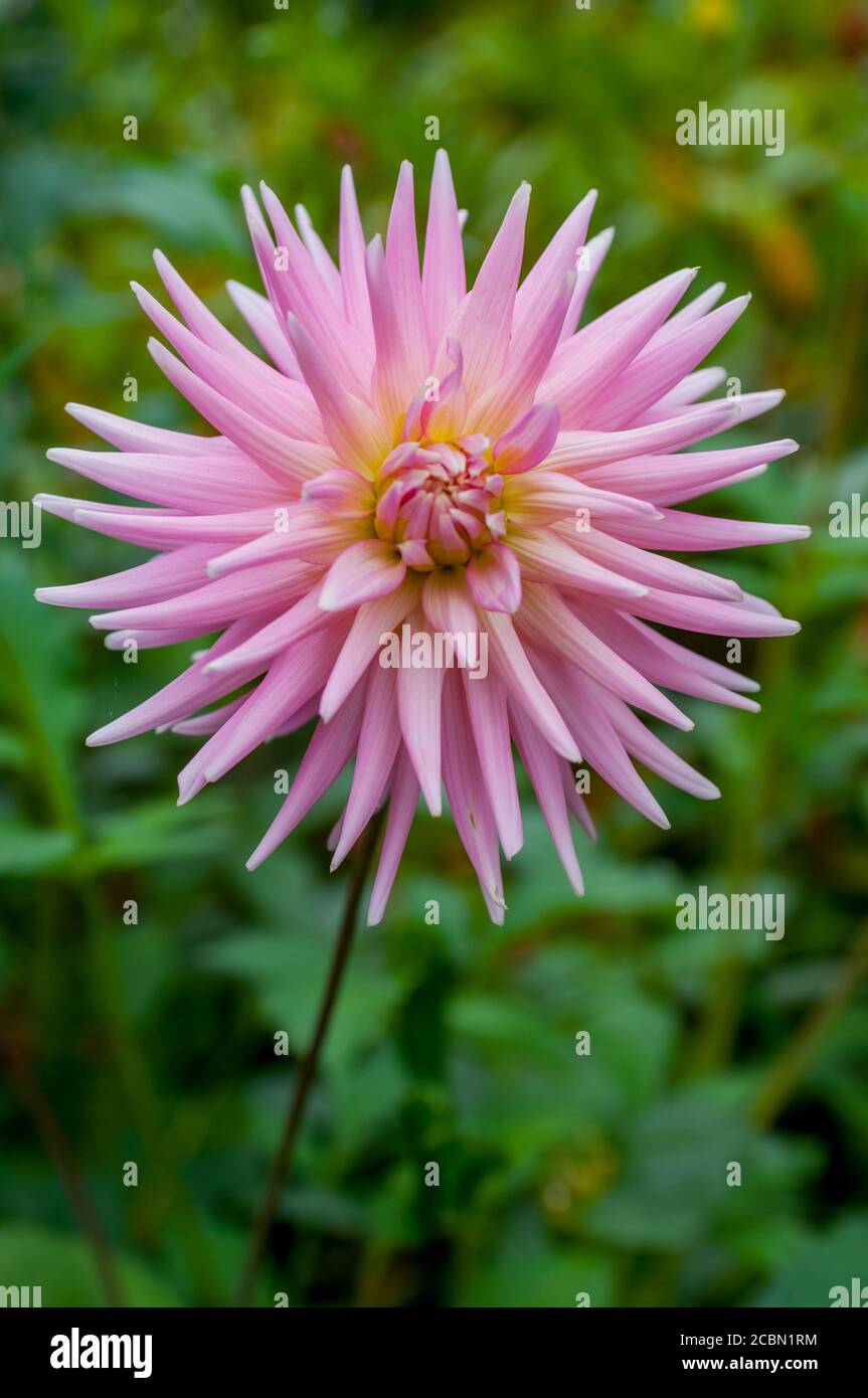 Close-up of a pink cactus dahlia flower in Bellevue, Washington State ...