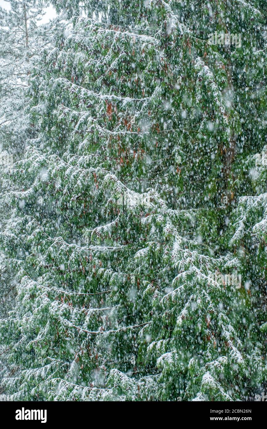 Snow falling on evergreen trees in Bellevue, Washington State, USA ...
