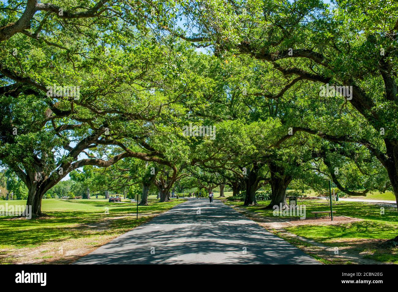 Oak trees in the Audubon Park across from Tulane University, a private ...