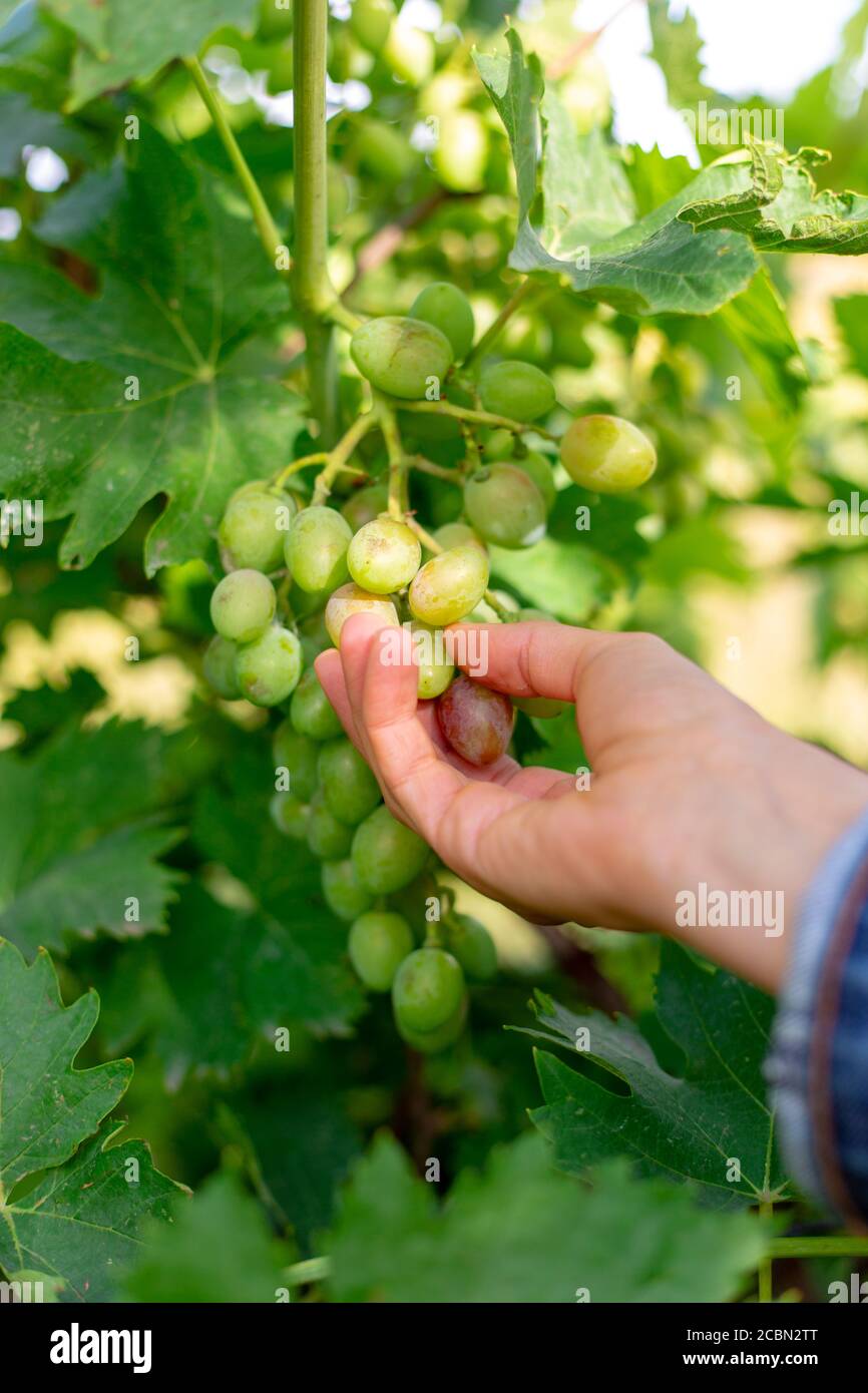 Hold grapes hi-res stock photography and images - Alamy