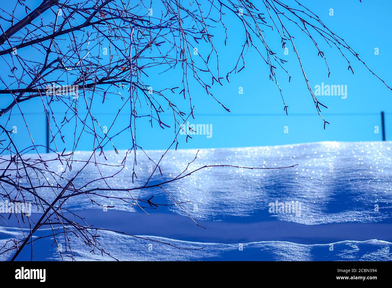 Beautiful view of the snow slide. Tree in the foreground. Shiny blue ...