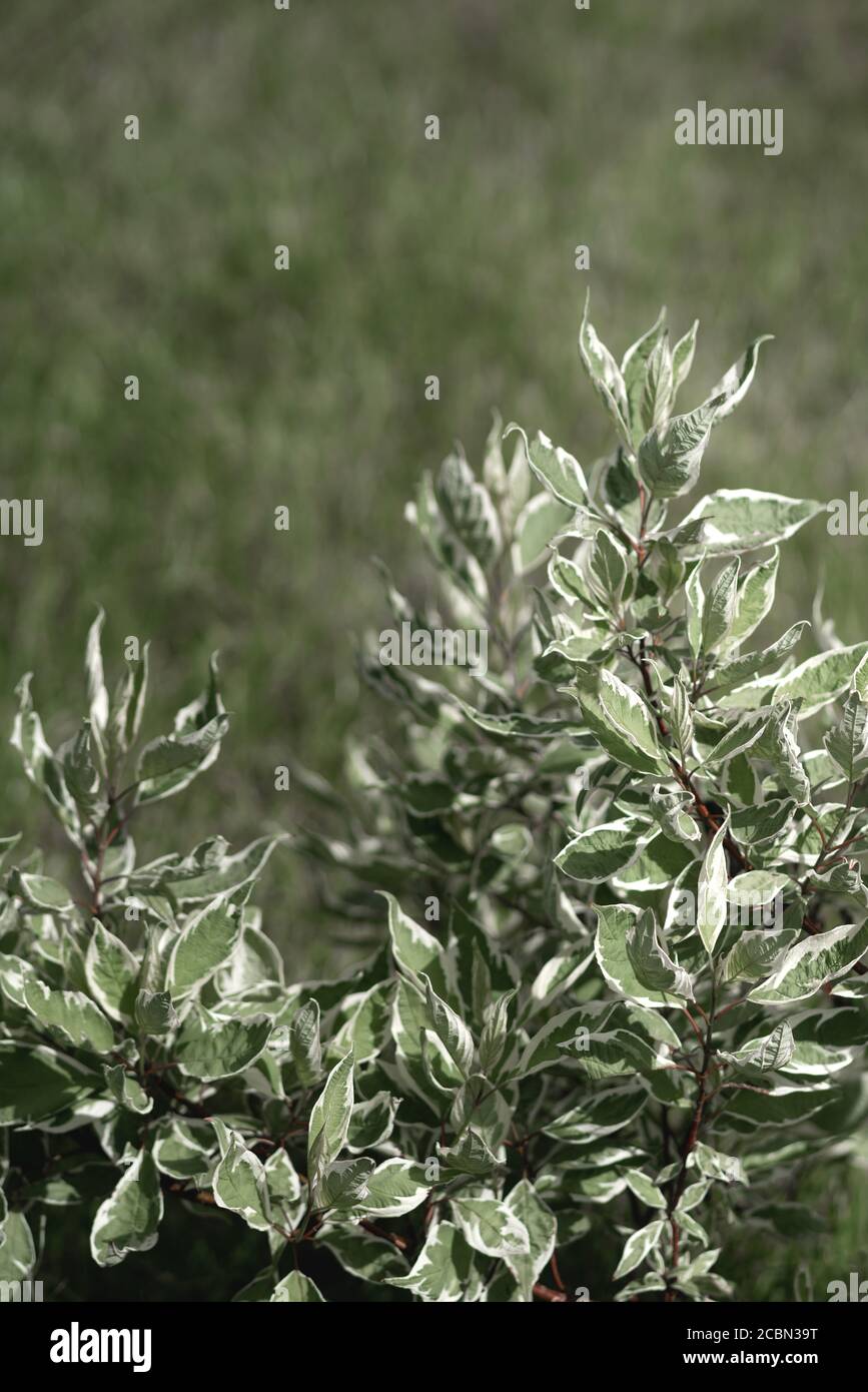 Fresh sample of natural leaves. Beautiful tropical background from ...