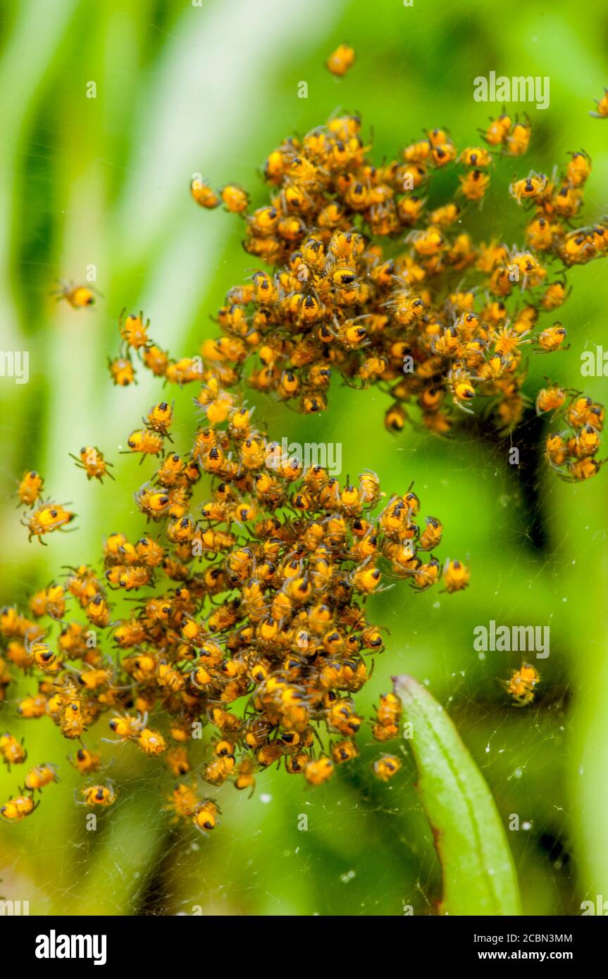 Newly hatched spiders in a garden in Bellevue, Washington State, USA ...