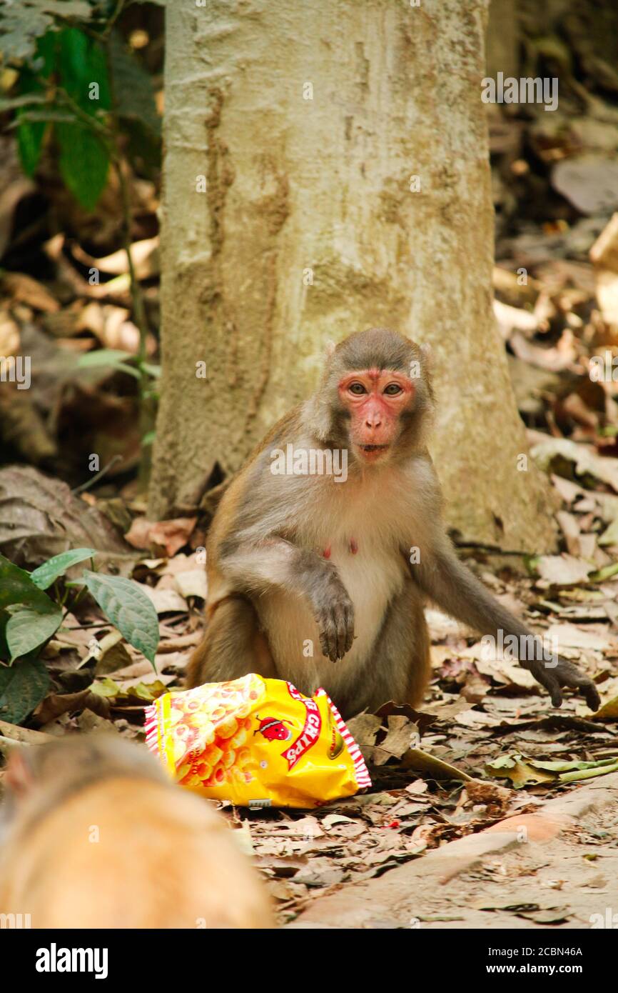 Wildlife scene from nature of beautiful cute monkey Stock Photo - Alamy