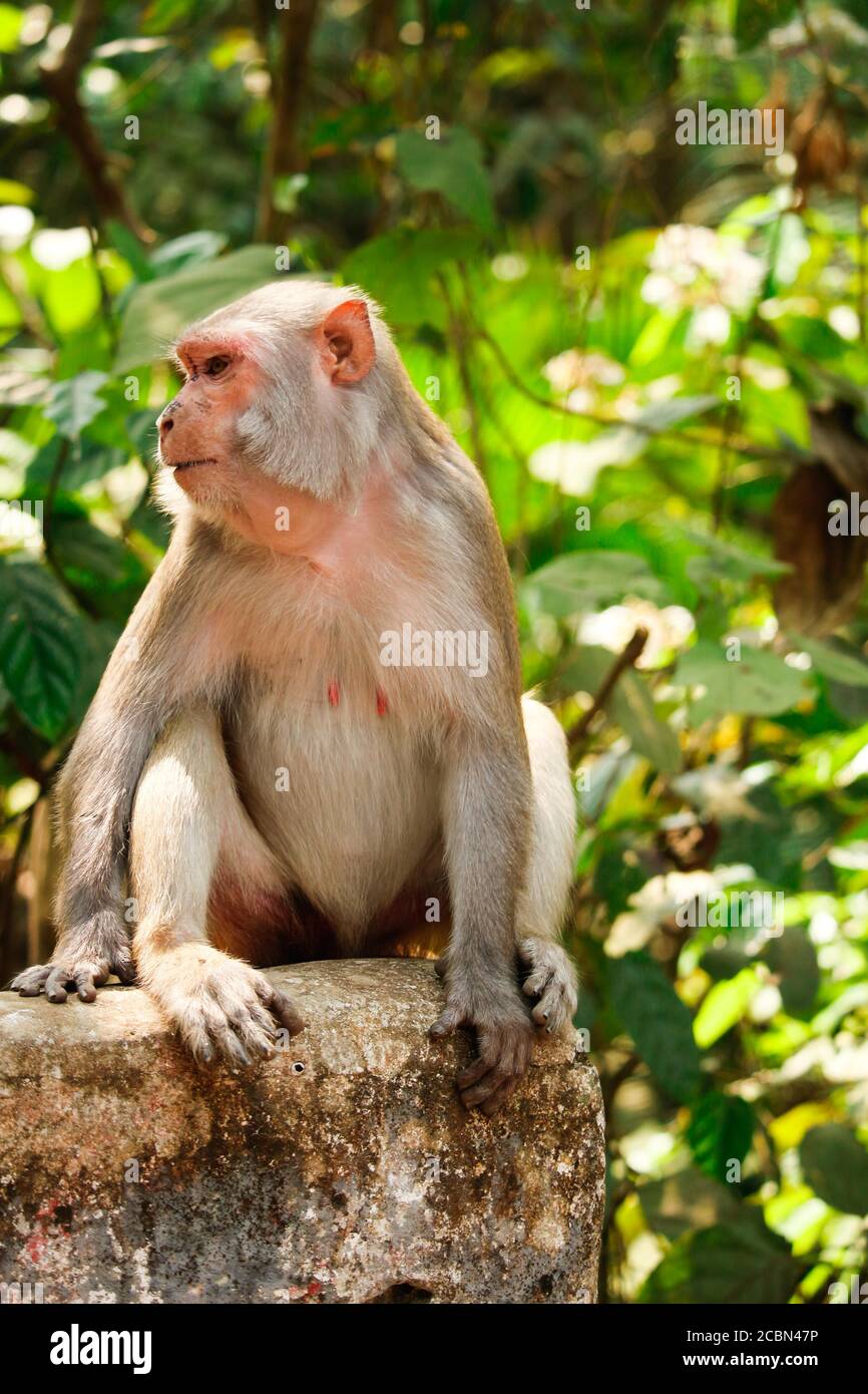 Wildlife scene from nature of beautiful cute monkey Stock Photo - Alamy