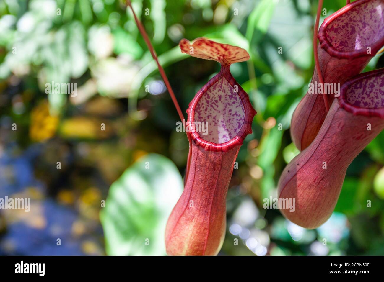 Close-up view of tropical pitcher plants Stock Photo - Alamy
