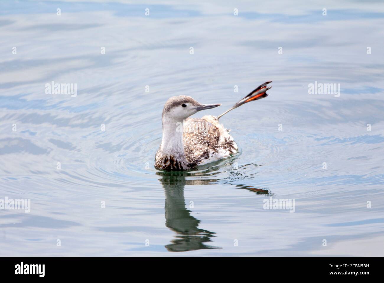 Red throated Loon Extending one Leg to the Side Stock Photo - Alamy