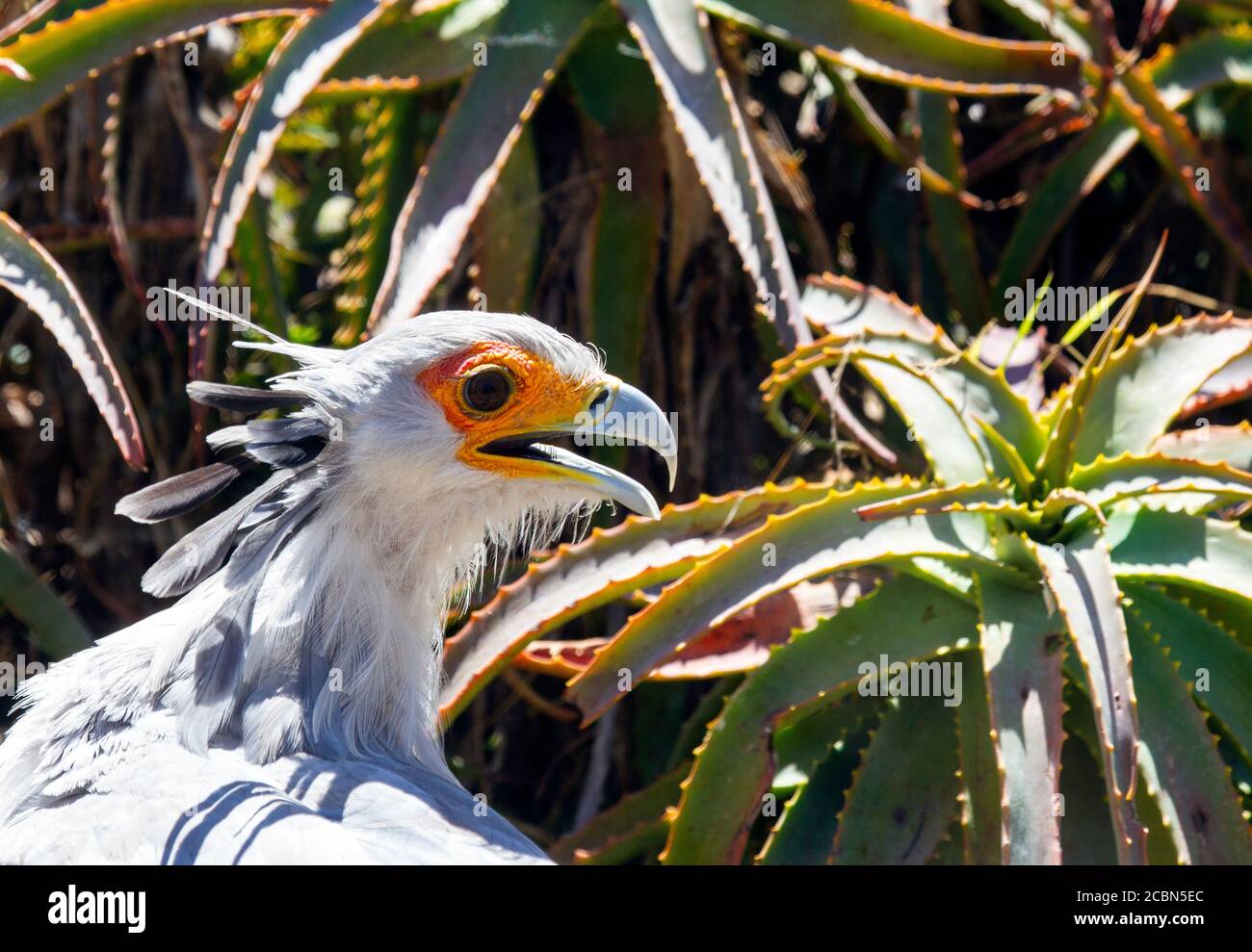 Bird portrait hi-res stock photography and images - Alamy