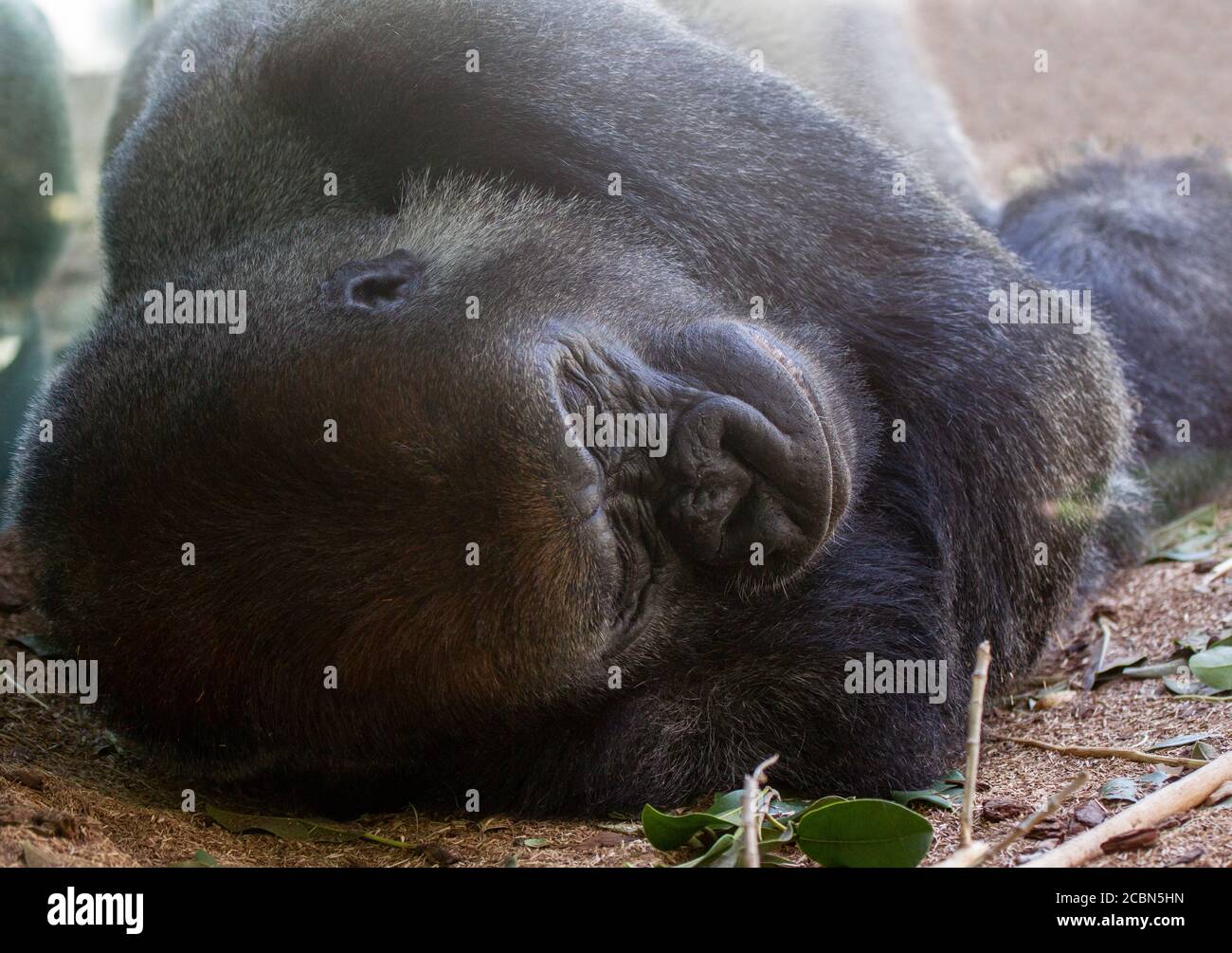 Silverback Gorilla Sleeping on Ground Stock Photo - Alamy