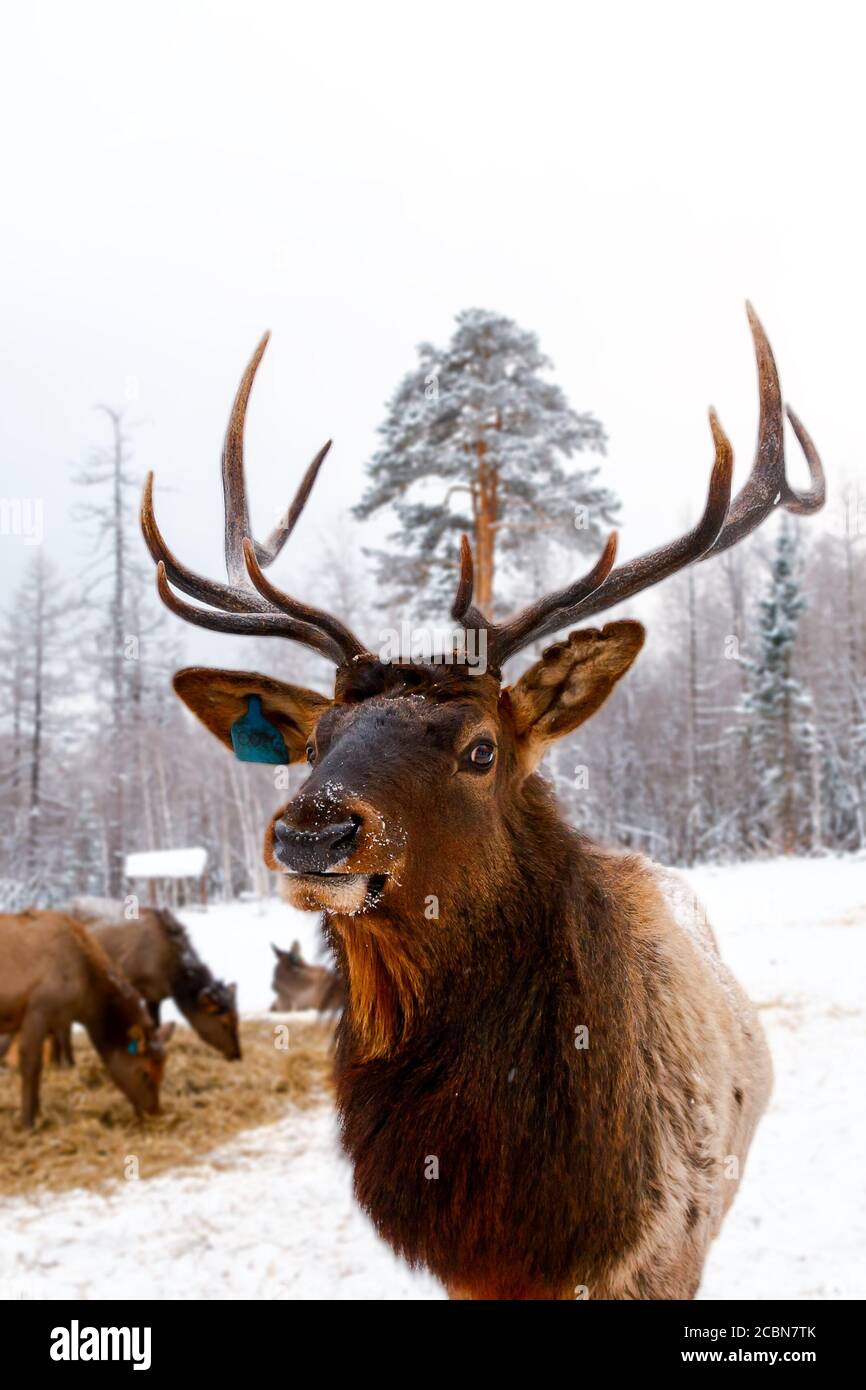 Portrait of Royal red deer buck with horns, maral on deer farm Stock ...
