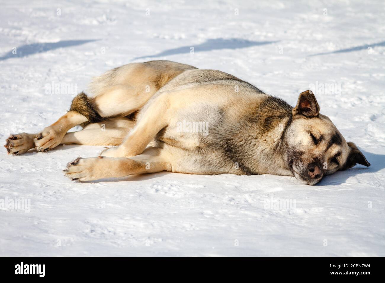 Homeless dog hi-res stock photography and images - Alamy