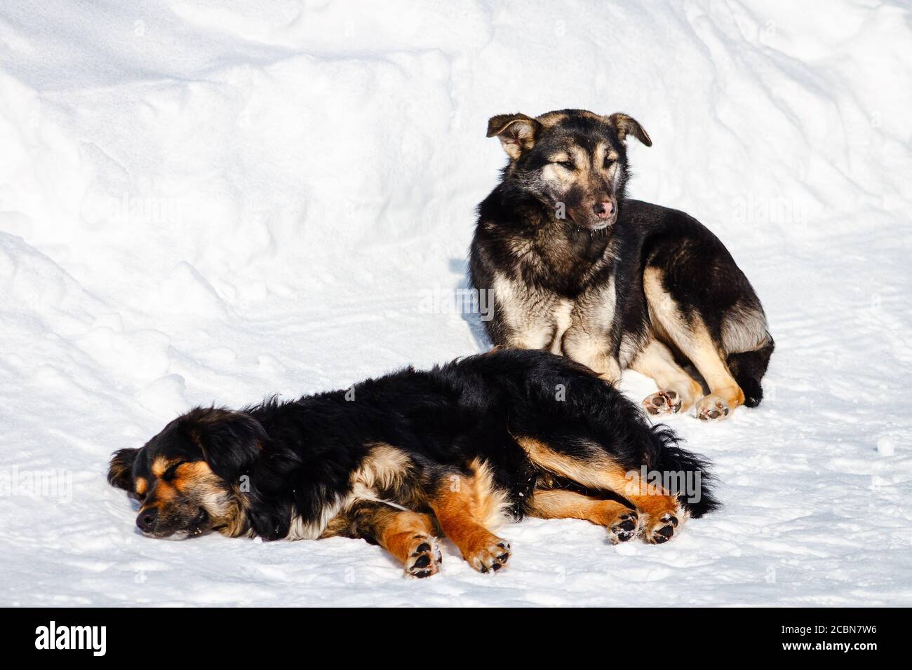 Homeless dog hi-res stock photography and images - Alamy