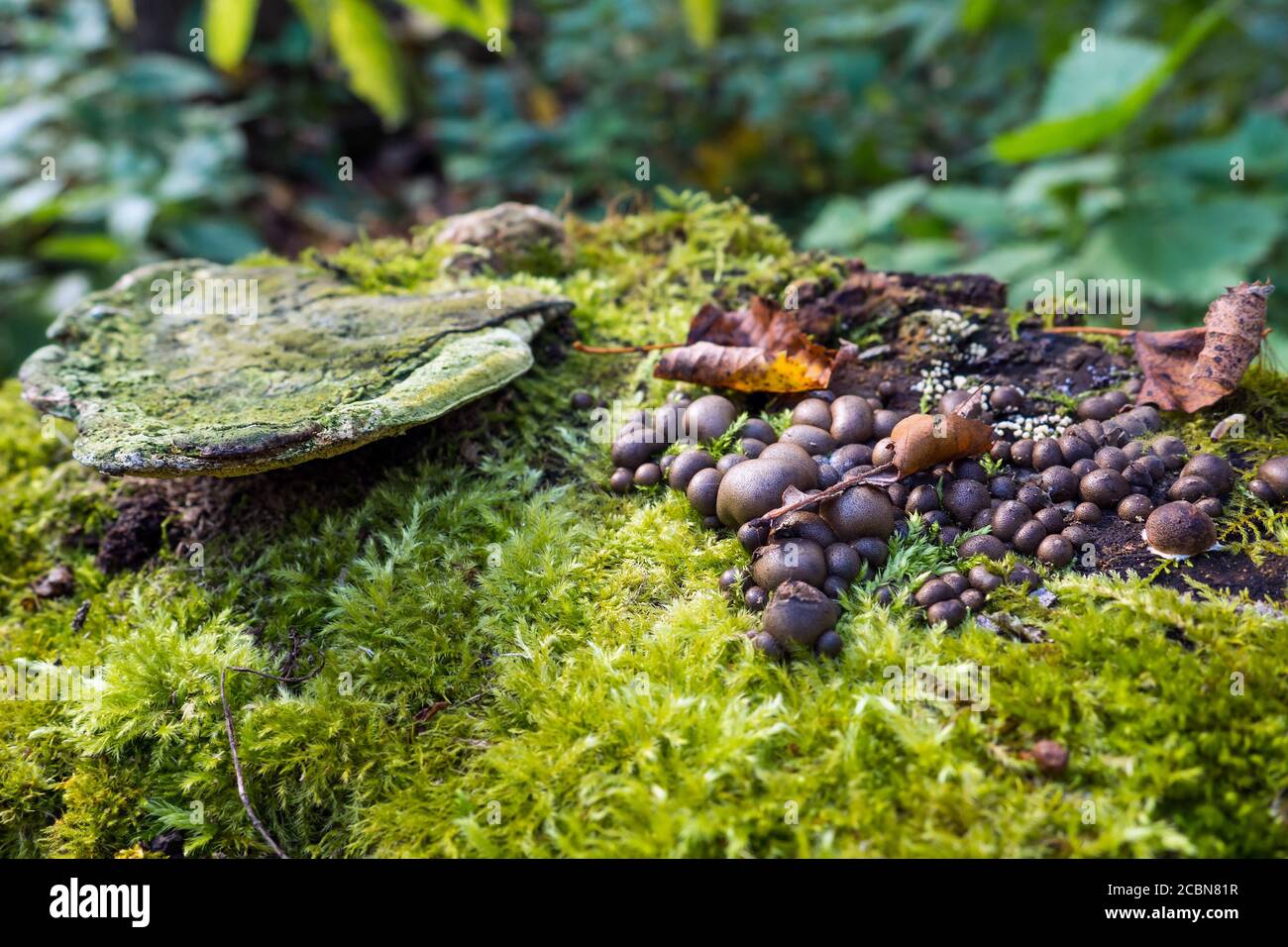 Common earth ball fungus scleroderma hi-res stock photography and ...